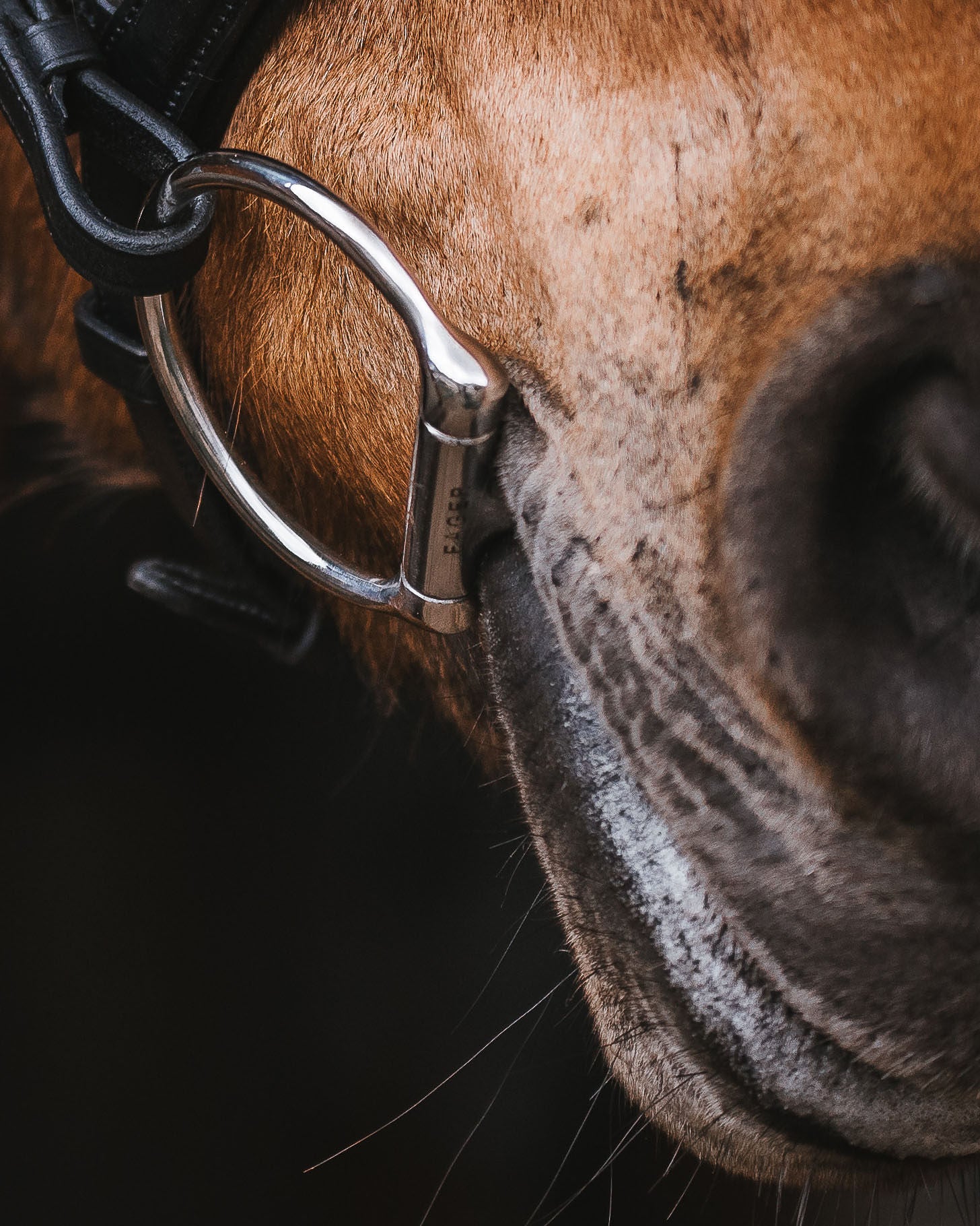 Get Horse Bits and Bit Accessories – Fager Australia